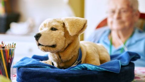 Robotkutya segíthet a demenciában szenvedőknek