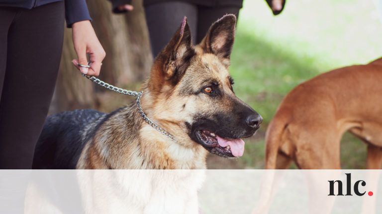 Korom Gábor: „A kutya viselkedésproblémáinak 70 százalékáért a közeg a ...