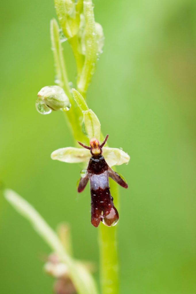 Különleges orchideák