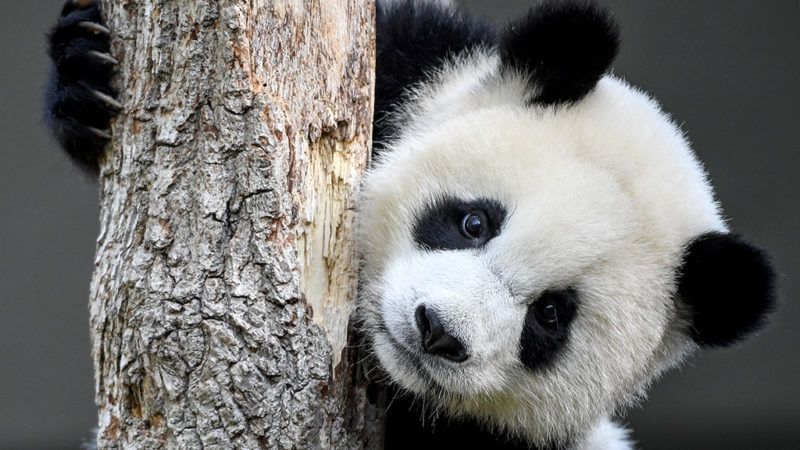 Cukiságcunami: íme a legjobb „panda-pillanatok” egy amerikai állatkertből