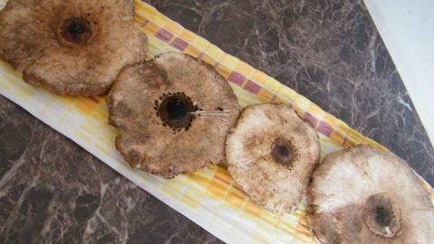 Gombafasírt, töltött gomba