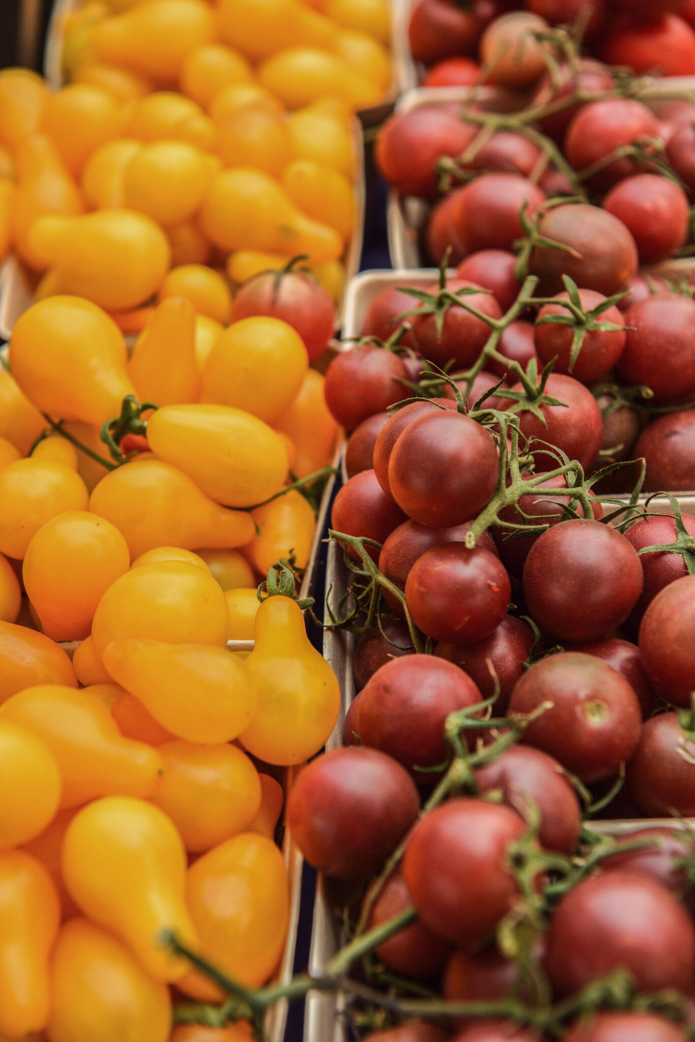 12 fontos paradicsomfajta