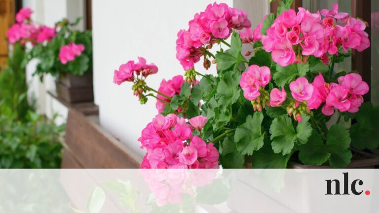 Tippek a muskátli teleltetéséhez