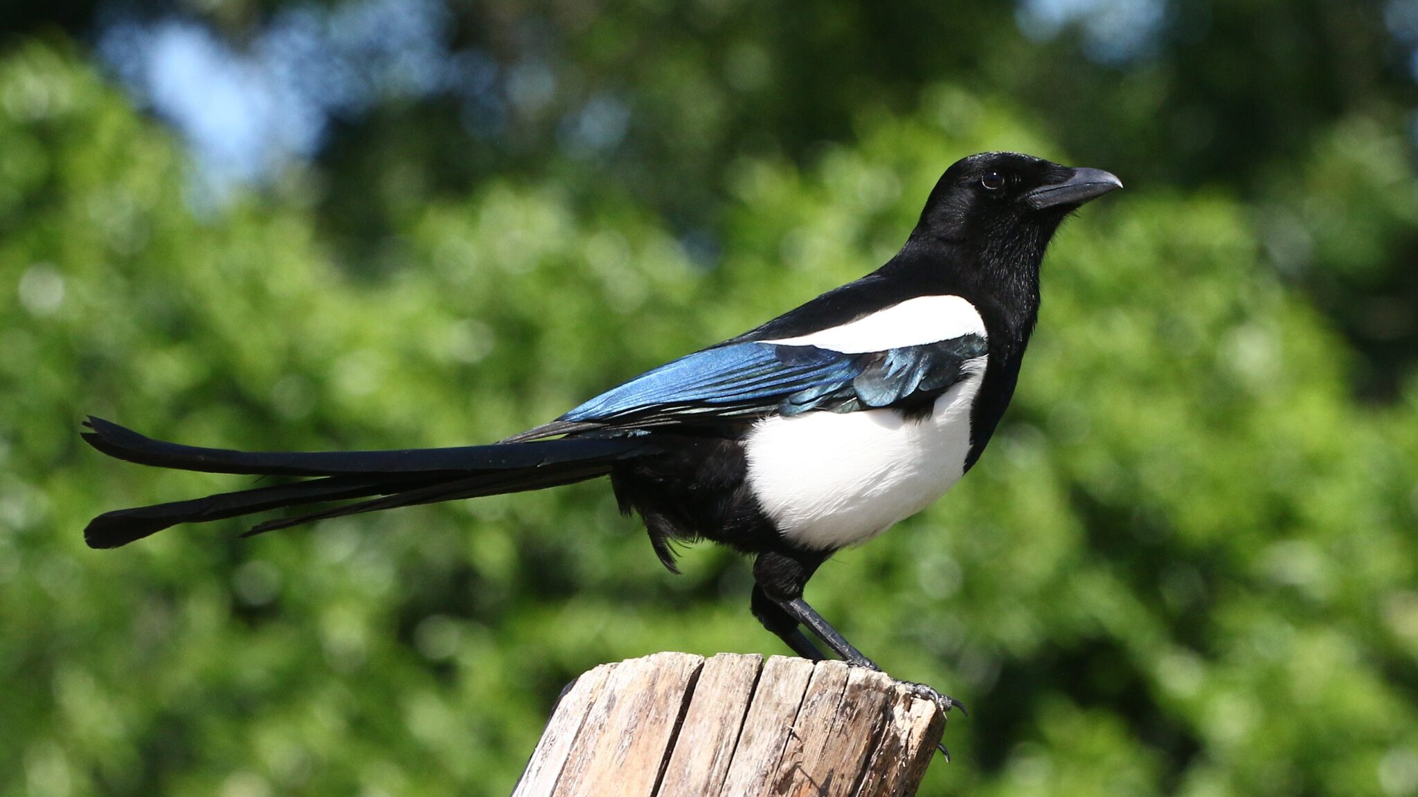 Ezt jelenti, ha szarka van a kertedben