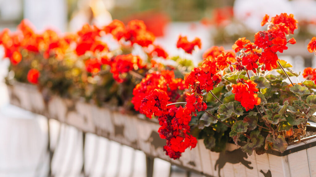 A muskátli teleltetése